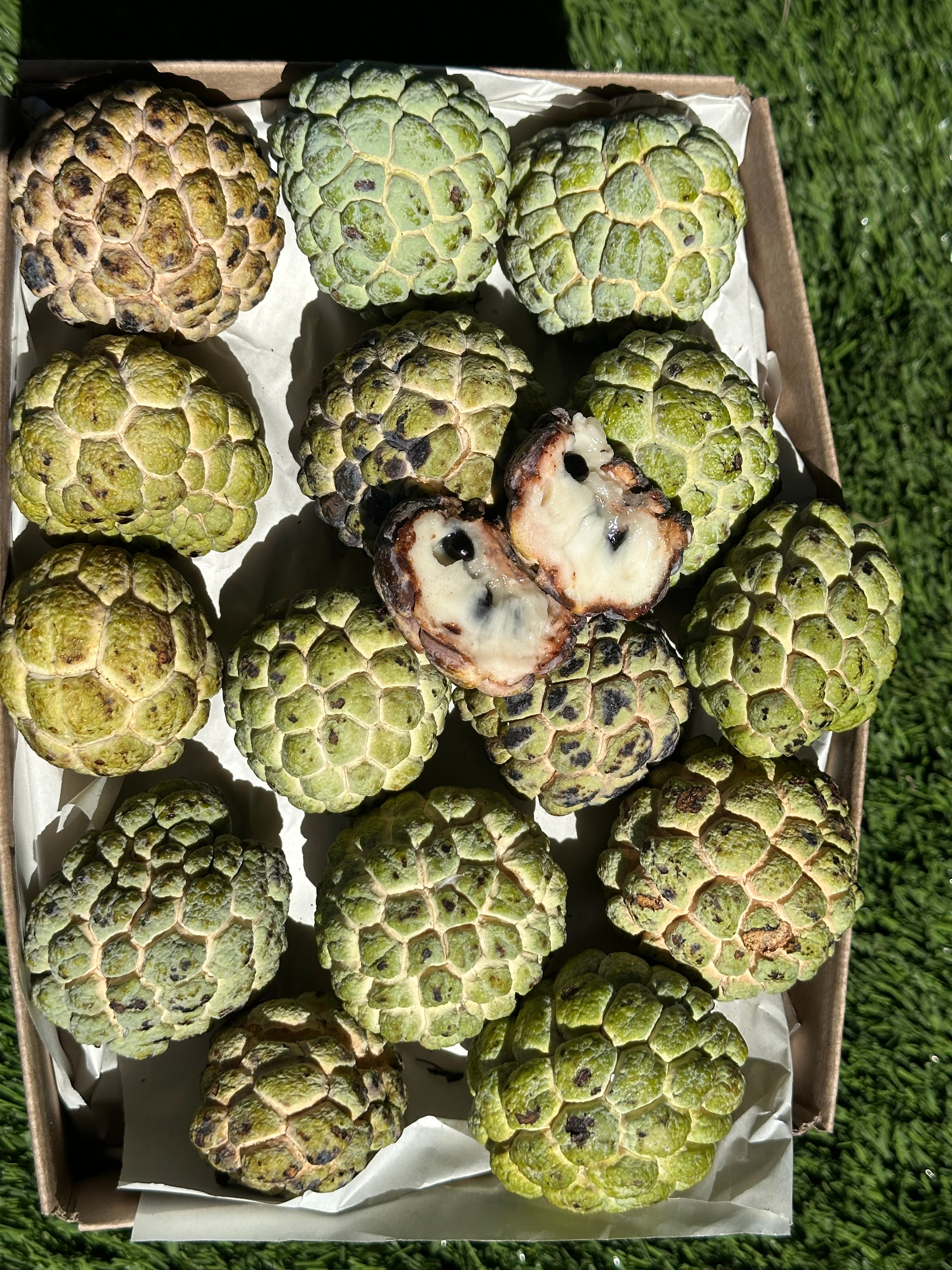 Sugar Apple/Pre-Order – Rockland Farms